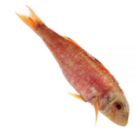 Fresh Whole Red Mullet - Fish Shack