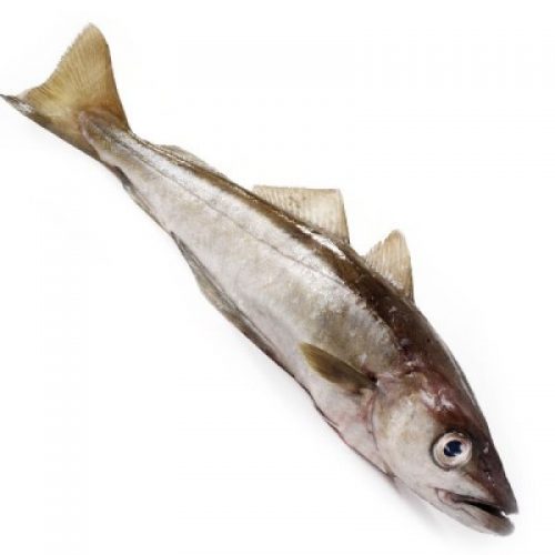 Fresh Pollack Fillets - Fish Shack