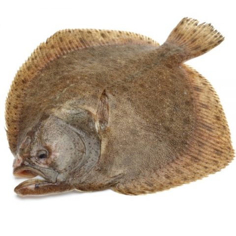 Fresh Turbot Fillets - Fish Shack